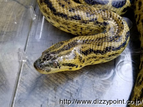 イエローアナコンダ | ヘビ | 爬虫類専門店 DIZZY POINT 東京店