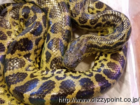 イエローアナコンダ | ヘビ | 爬虫類専門店 DIZZY POINT 東京店