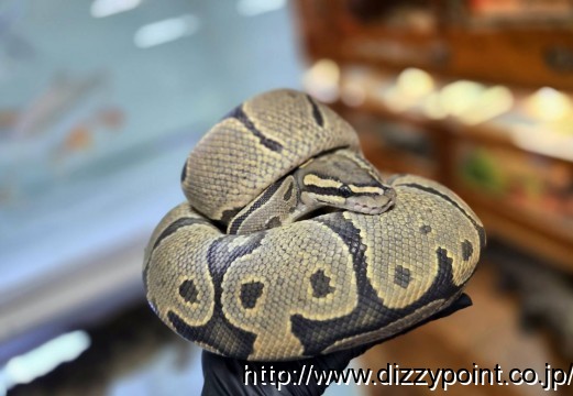 ボールパイソン“ゴースト” | ヘビ | 爬虫類専門店 DIZZY POINT 東京店