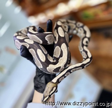 ボールパイソン“デザートゴースト” | ヘビ | 爬虫類専門店 DIZZY POINT 東京店
