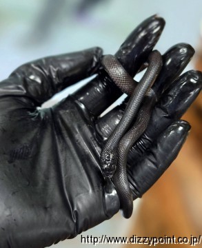 メキシカンブラックキングスネーク | ヘビ | 爬虫類専門店 DIZZY POINT 東京店