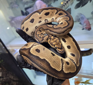 ボールパイソン"クラウン" | ヘビ | 爬虫類専門店 DIZZY POINT 東京店