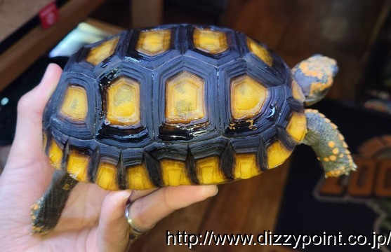 キアシガメ | カメ | 爬虫類専門店 DIZZY POINT 東京店