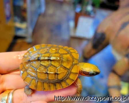 ミスジハコガメ | カメ | 爬虫類専門店 DIZZY POINT 東京店