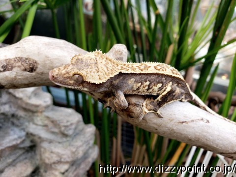 クレステッドゲッコー | ヤモリ | 爬虫類専門店 DIZZY POINT 東京店