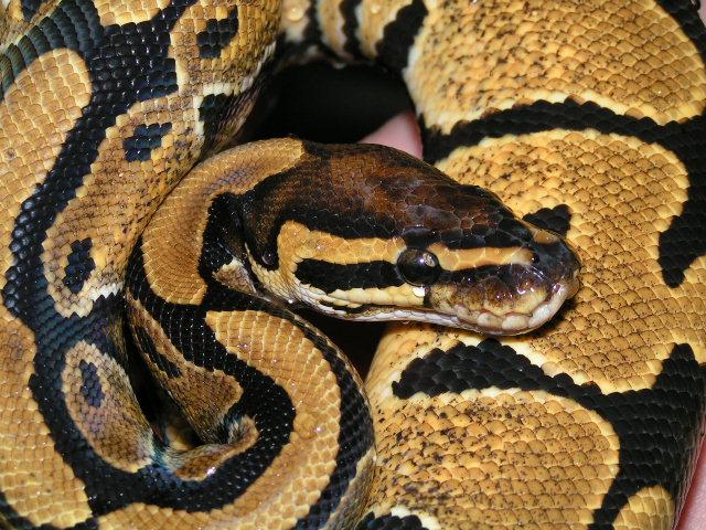 ボールパイソン | ヘビ | 爬虫類専門店 DIZZY POINT 東京店
