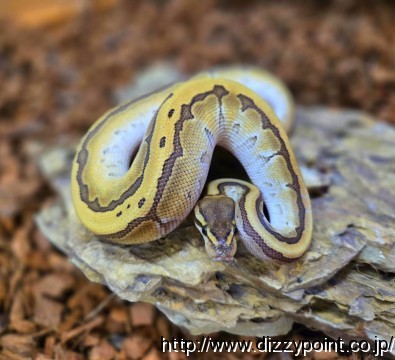 ボールパイソン“キングピン” | ヘビ | 爬虫類専門店 DIZZY POINT 東京店