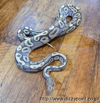 ボールパイソン“シナモン” | ヘビ | 爬虫類専門店 DIZZY POINT 東京店