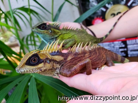 ナタリアクシトカゲ | トカゲ | 爬虫類専門店 DIZZY POINT 東京店