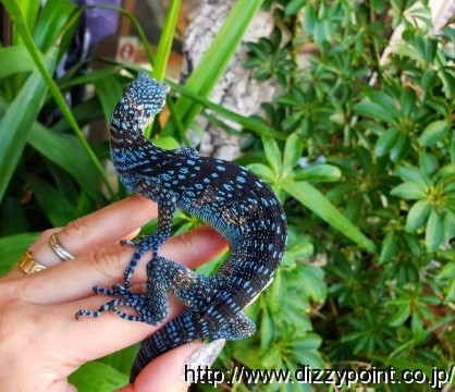 コバルトツリーモニター | トカゲ | 爬虫類専門店 DIZZY POINT 東京店